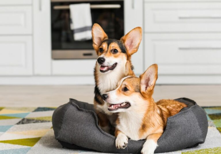 Top Rated Pet Insurance Companies of 2026 | Consumer Rating